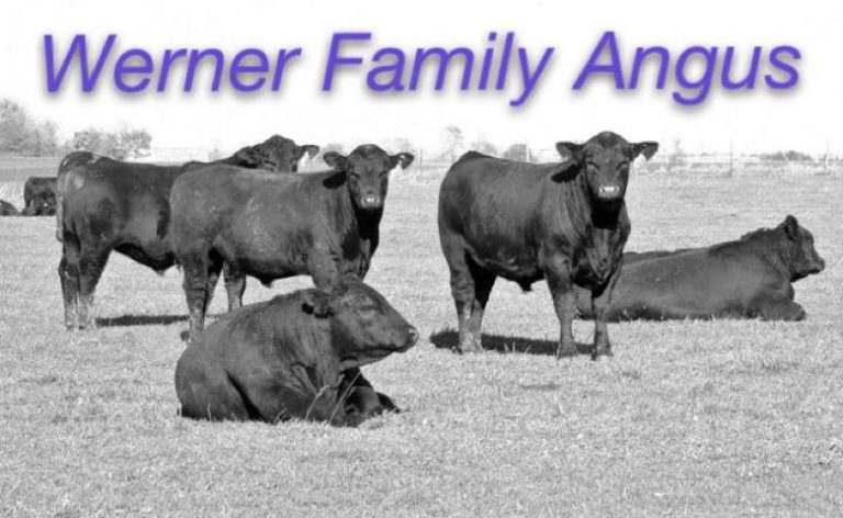 Cool Picture - Werner Family Angus